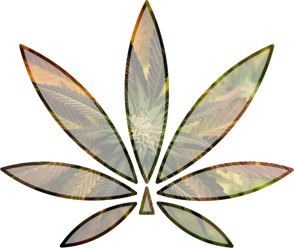 Ortega - Cannabis Strain Informationen | Weed Sorten