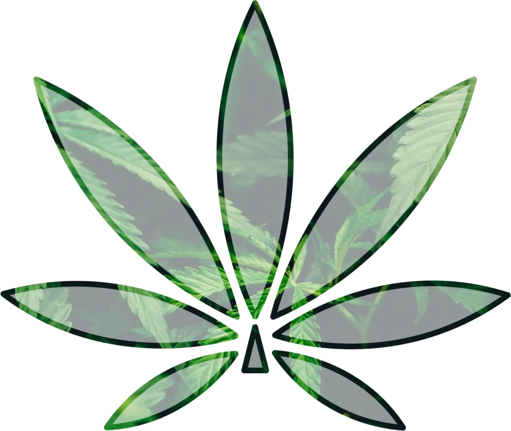 Skunk Haze - Cannabis Strain Informationen | Weed Sorten